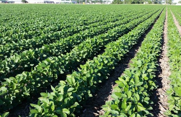 SD Soybean Producers Return from Mexico Tour | Radio 570 WNAX