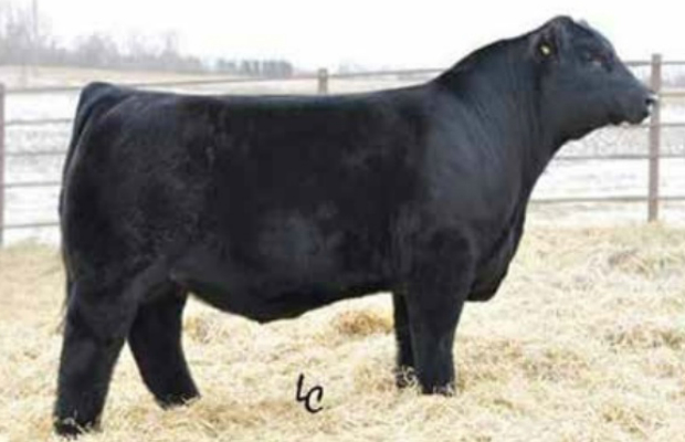 Nagel Cattle Company Bull Sale | Radio 570 WNAX