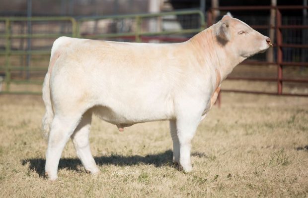 Fred Ranch Annual Bull Sale | Radio 570 WNAX
