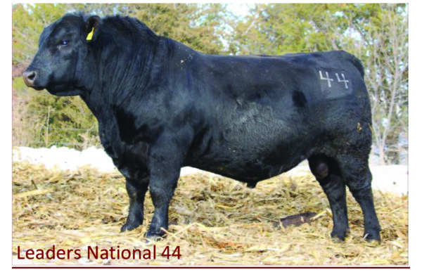 Leader Angus Farm Black Angus Production Sale | Radio 570 WNAX