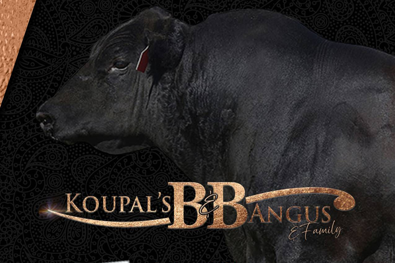 Koupal Angus 48th Annual Bull Sale | Radio 570 WNAX