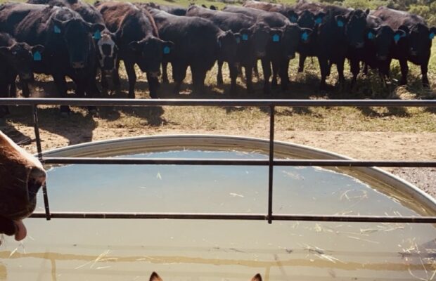 May Cattle Balance Sheet | Radio 570 WNAX