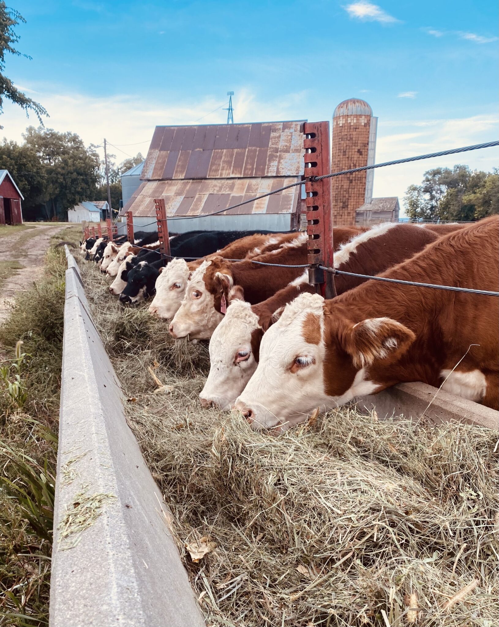 Reviewing the USDA’s Cattle on Feed Report | Radio 570 WNAX