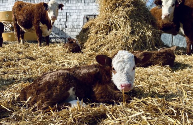 Livestock Disaster Programs | Radio 570 WNAX